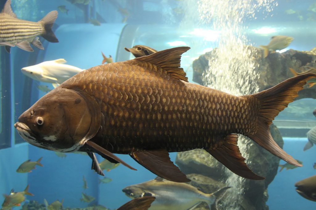 giant fish - Halamid